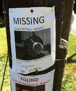 Tech-media-tainment: The mystery of the lost pets