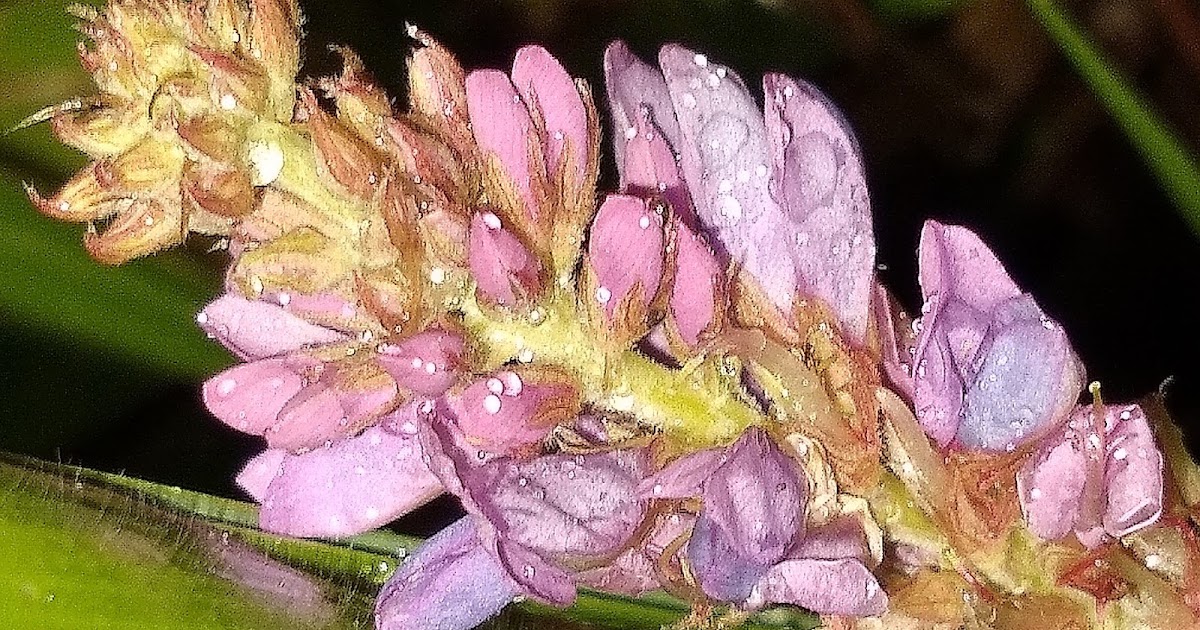 Fabaceae - Leguminosae no Brasil: Fabaceae - Desmodium cuneatum Hook. & Arn.