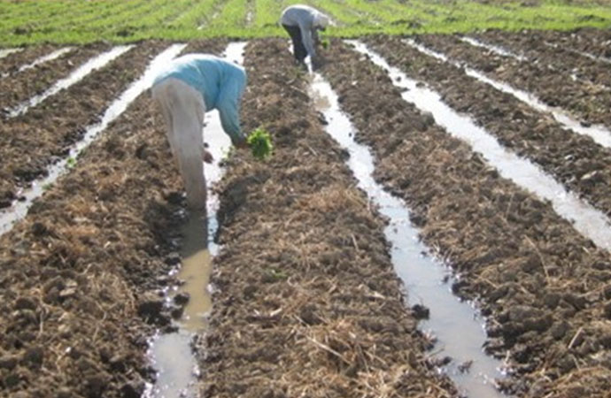 Okra (Lady’s Finger) Cultivation Guide: All You Need to Know in ...