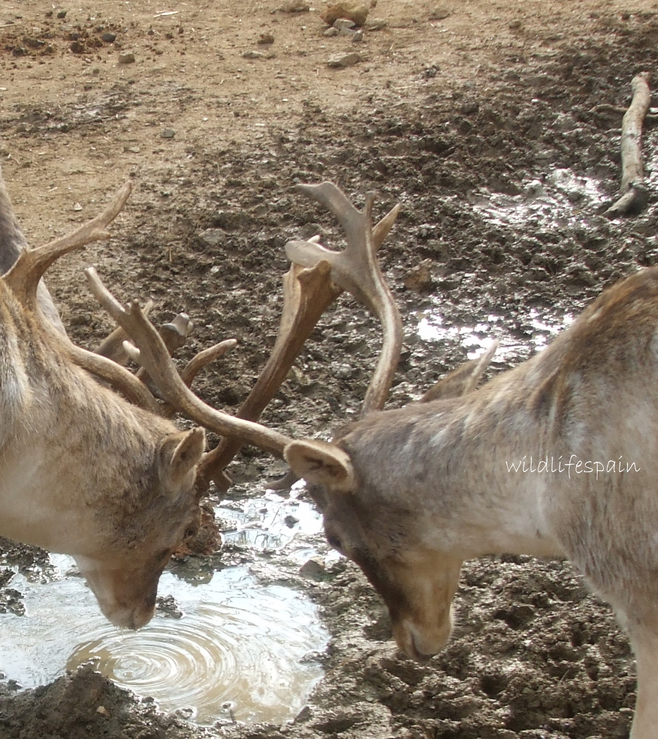 WILDLIFE&EXPEDITIONS: Los cérvidos europeos IV: El Gamo