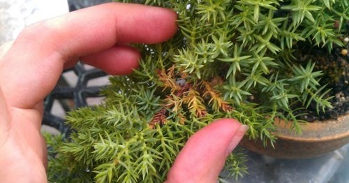 What Causes My Juniper Bonsai to Turn Brown? - About Bonsai