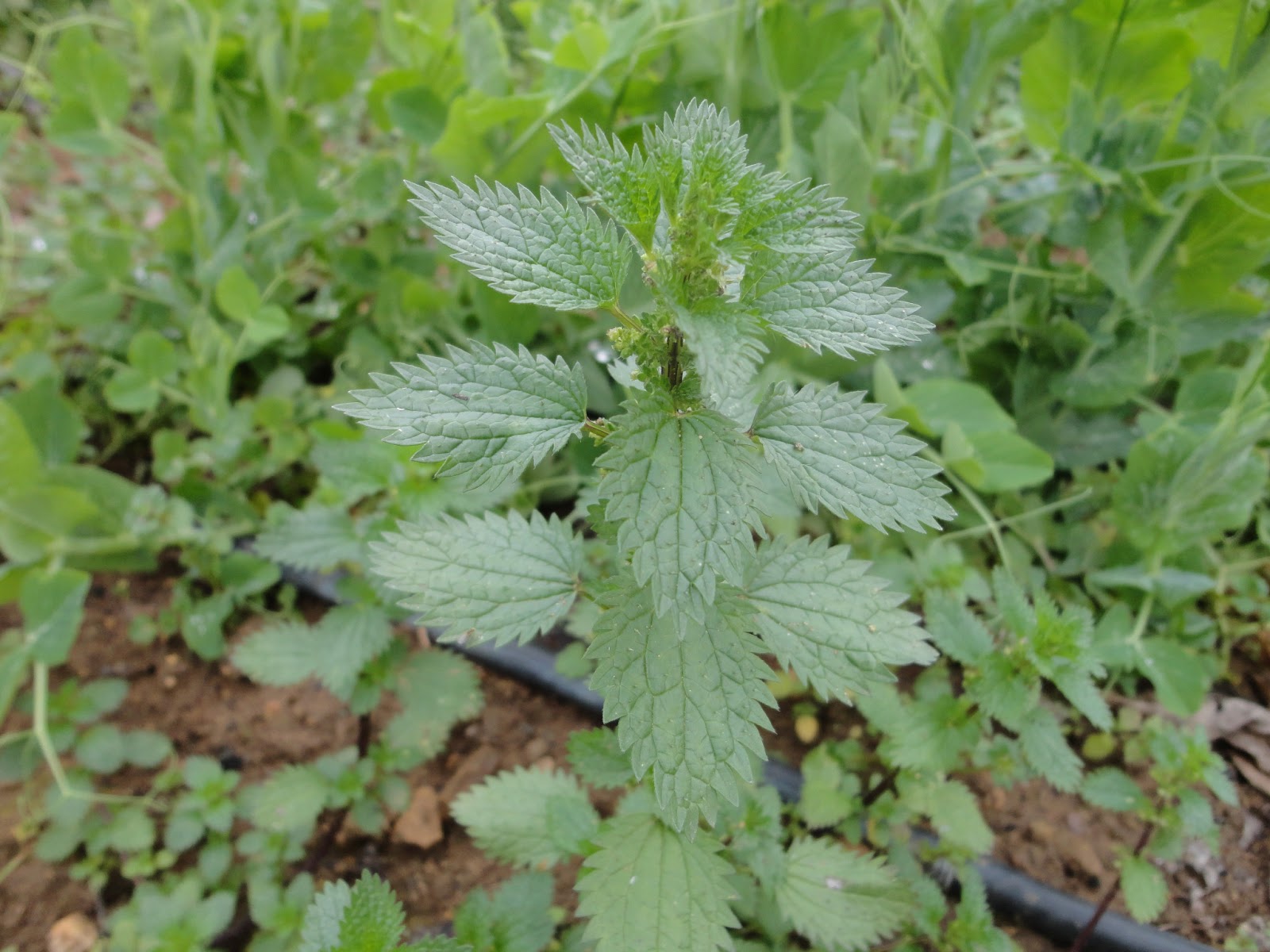 Plantando patacas: Plantas silvestres medicinales a nuestro alcance
