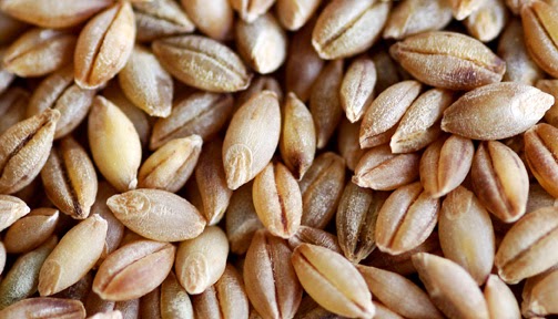 Cooking for Health: Barley and its health benefits