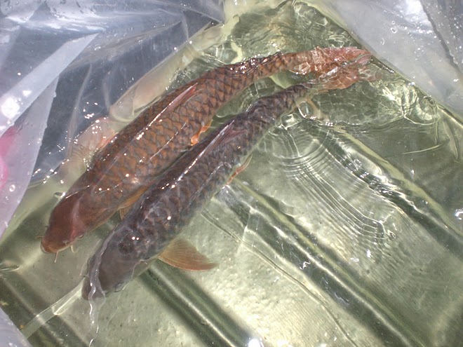 My Animals My Passion