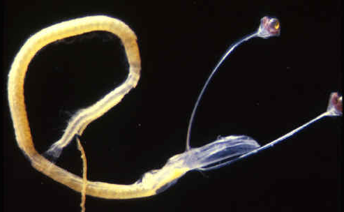 Ikan dasar laut Idiacanthus atlanticus - Faster Pedia