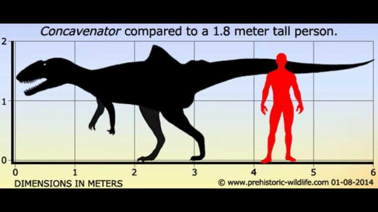 Dinosaurios y Vida Prehistórica: Concavenator. El cazador jorobado.
