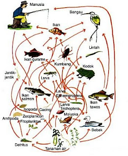 DUNIA SAINS 科学世界: Rantai Makanan 食物链