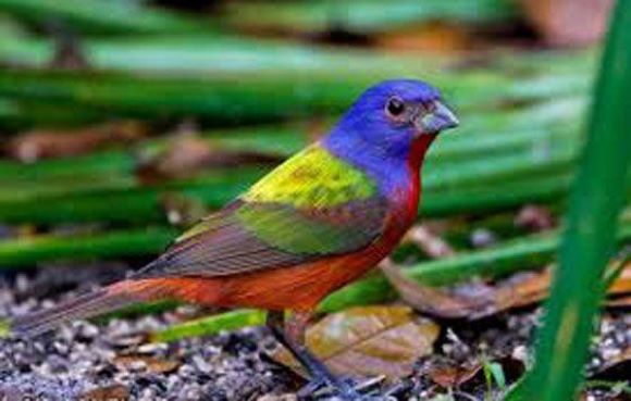 Azulillo sietecolores ~ Amor a la naturaleza