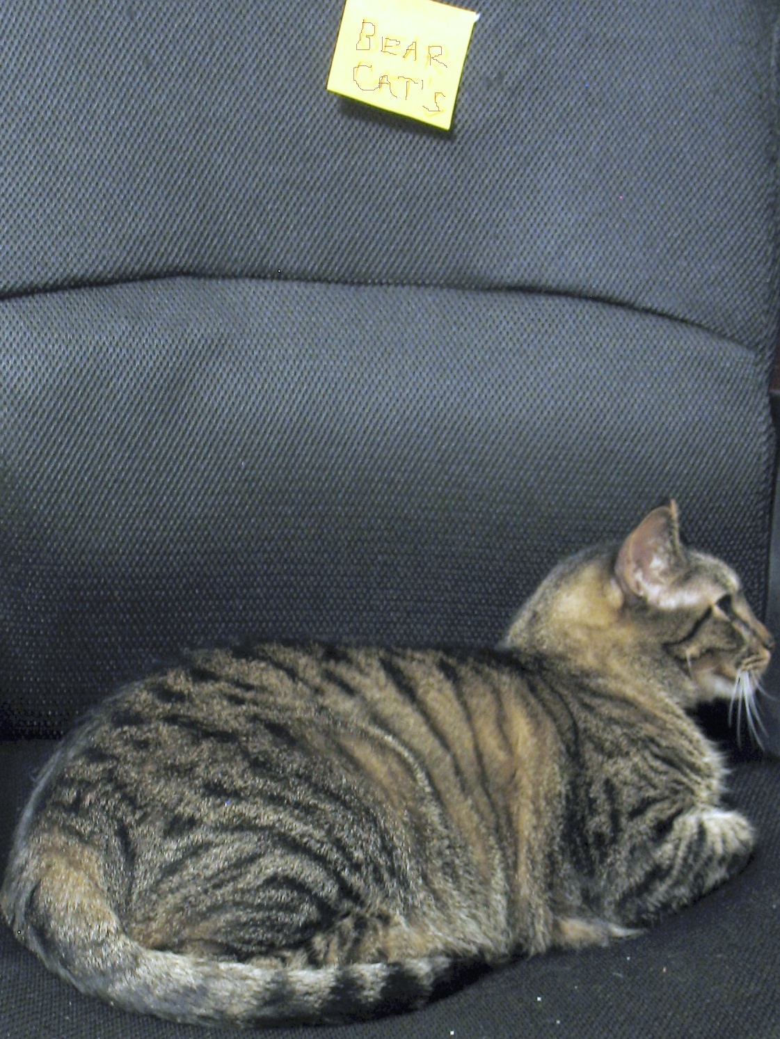 FAT CAT RATS - Momma Kat and Her Bear Cat