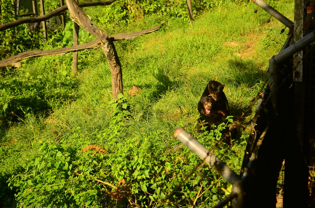 Frisca's Uniquely World: Borneo Orangutan Survival Foundation (BOSF ...