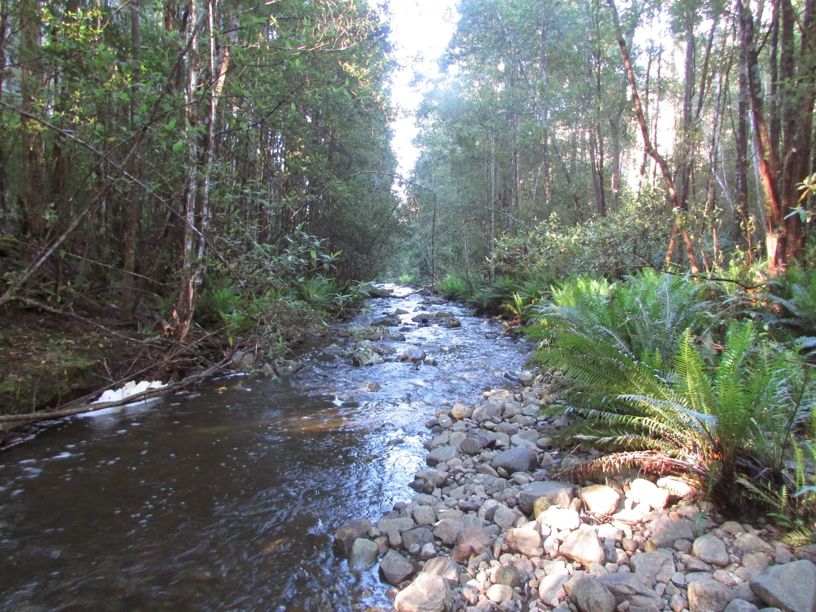 Mount Cygnet | Hiking South East Tasmania