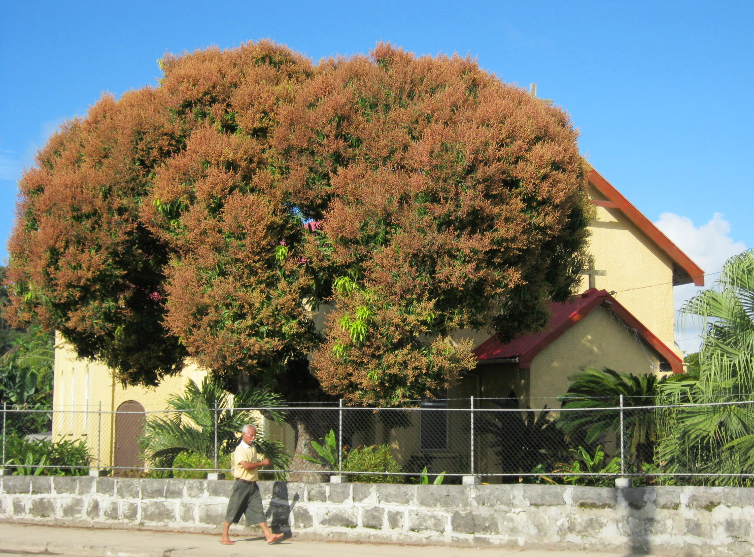 Two for Tonga: Mango Mania
