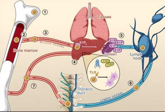 myeloablation : Bone marrow transplantation |Genetic Engineering Info