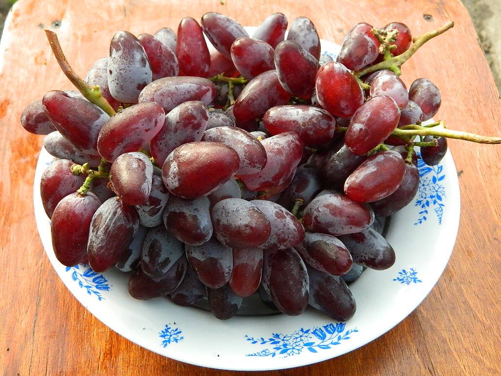 Anggur jenis Baikonur | Pohon Anggur Genjah