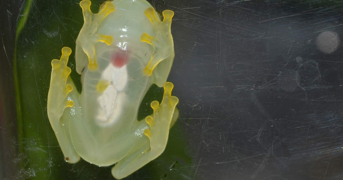 The Herpetology of Trinidad and Tobago: Why Glass Frogs have see ...