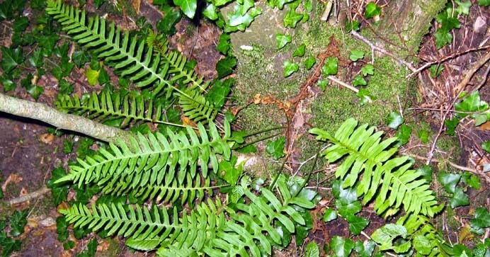 Catalogue of Organisms: Polypodies: In the Fernery of the Senses