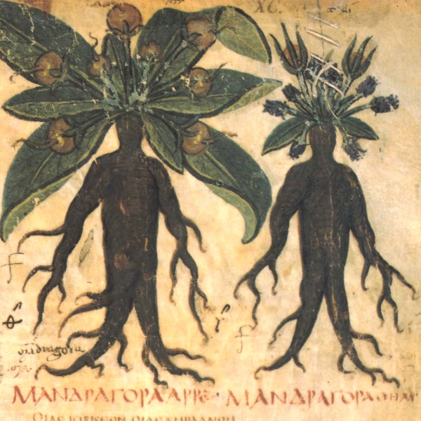Flower Tales: The mandrake's screaming reputation