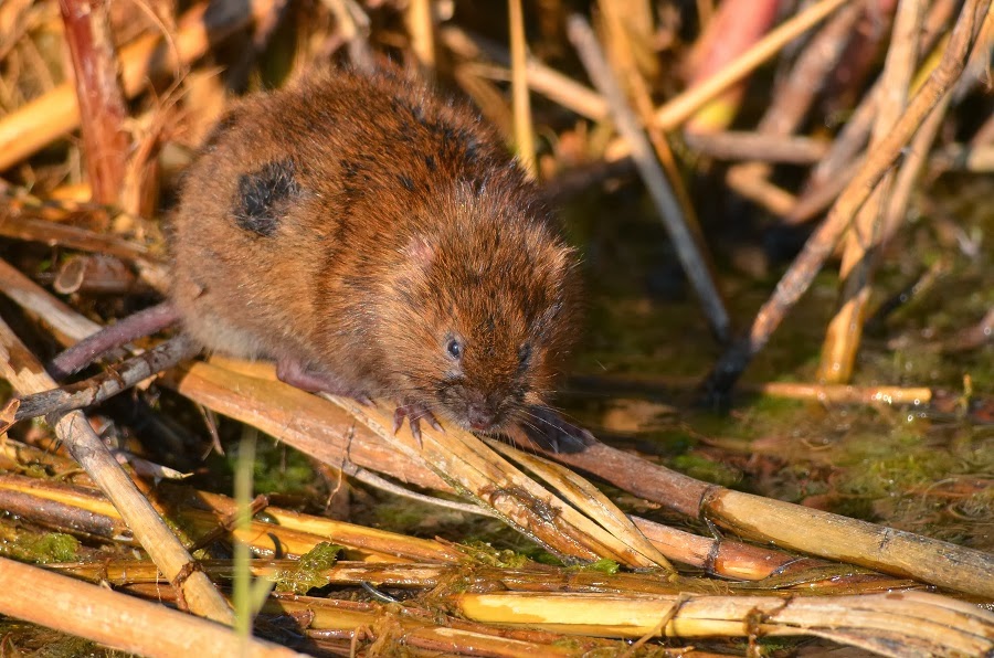 Cycling the World for Birds: Central Turkey and beyond