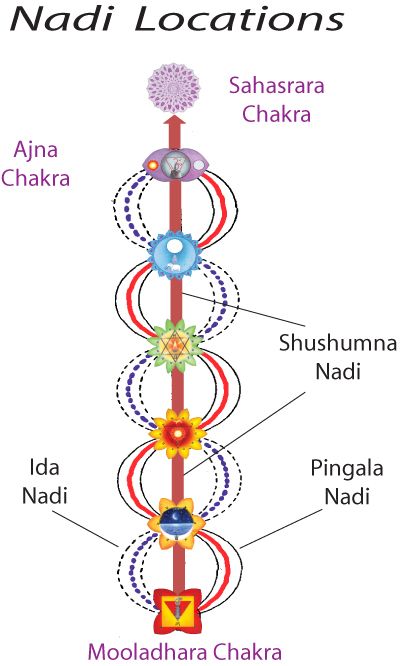 Meridianele energetice exista si sunt confirmate si de cercetatori
