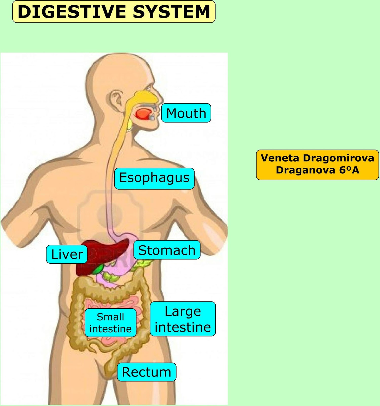 EL BLOG DE LOS SEXTOS: DIGESTIVE SYSTEM