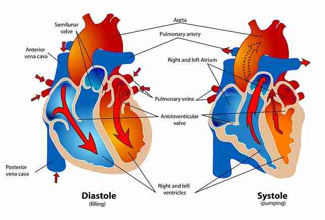 Stem Cell Therapy Lending Its Hand To Cure Heart Impairment - Stem Cell ...