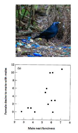 Evolving: What is a Mate Preference?
