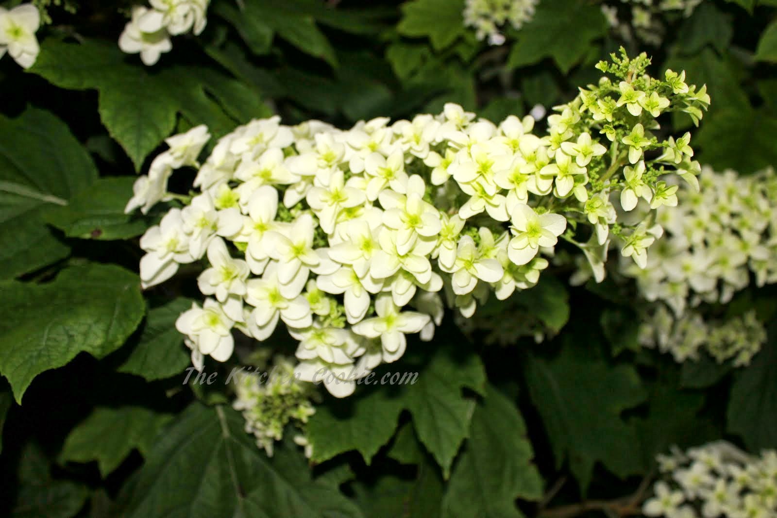 Oakleaf Hydrangea