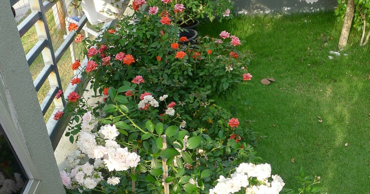 All About Norin's Garden: Cara menanam ros di dalam pasu