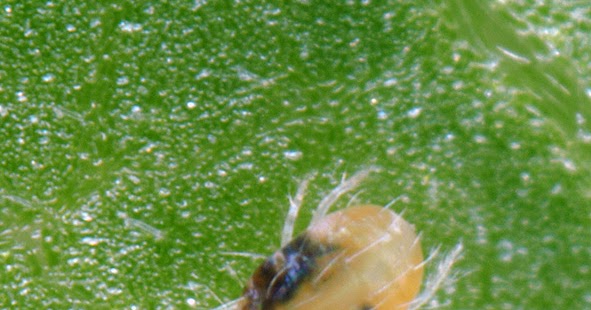 Variety of Life: Tetranychus