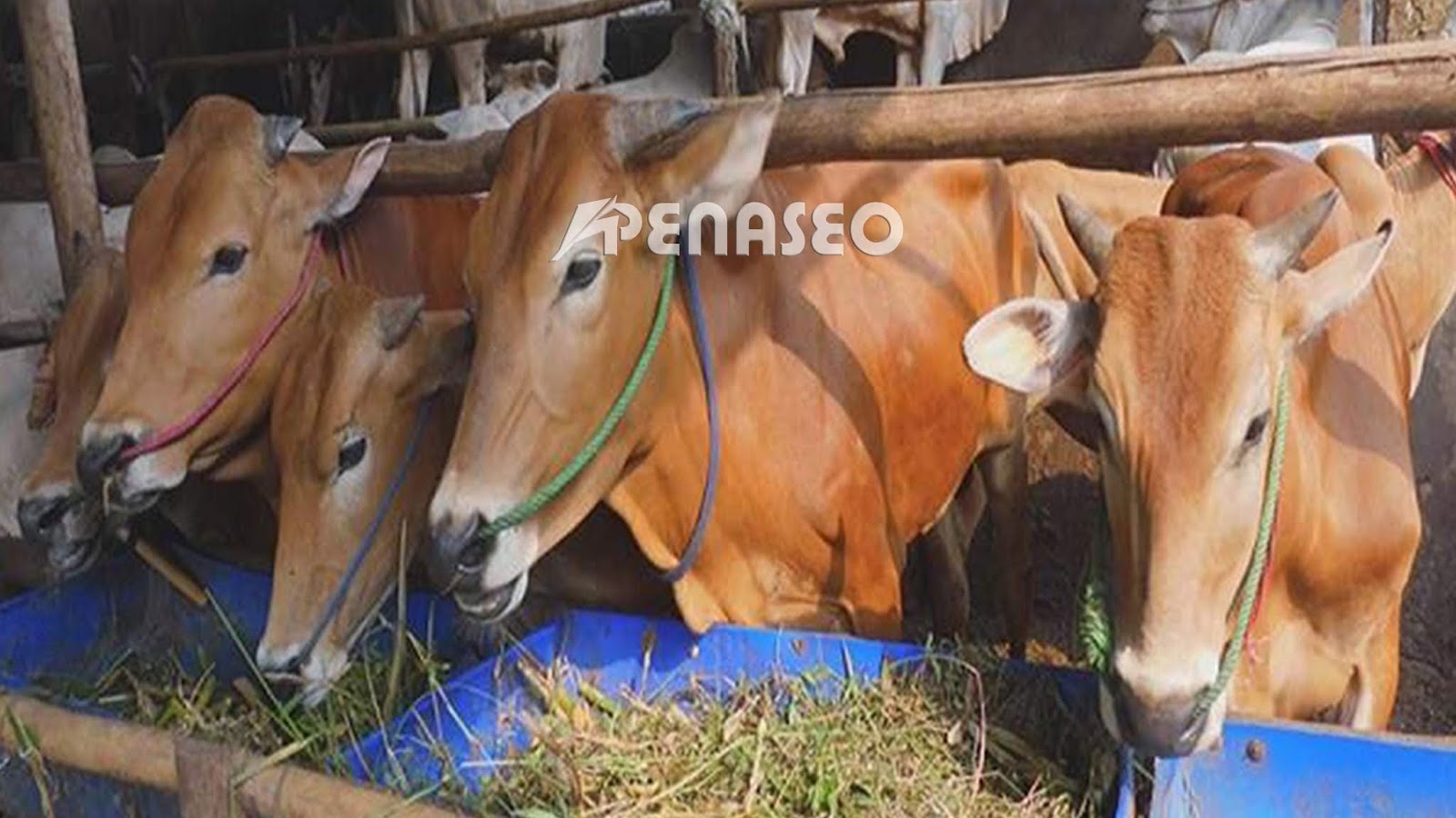 Tips Ternak Sapi Bali Agar Cepat Panen dan Untung Banyak - Penaseo