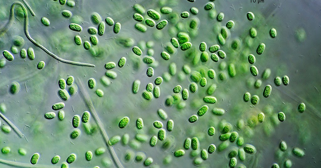 aquamax - das Weblog zur Website: Aphanothece nidulans