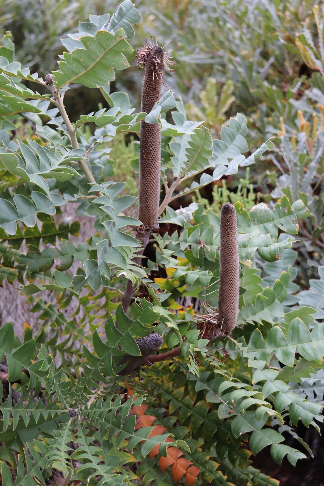 Let's Go! UCSC Arboretum and Botanic Garden Part I