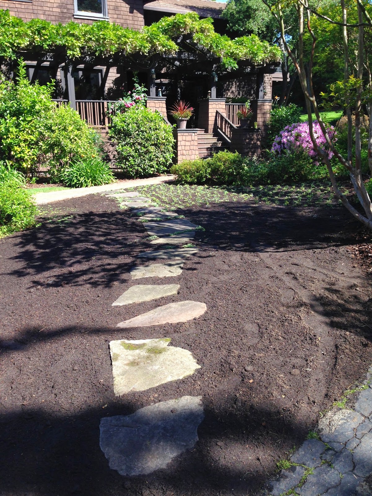 sedum lawn replacement: planting begins