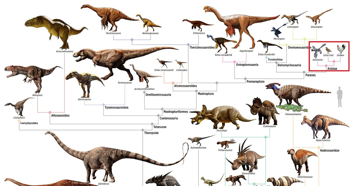 Árbol filogenético de los dinosaurios