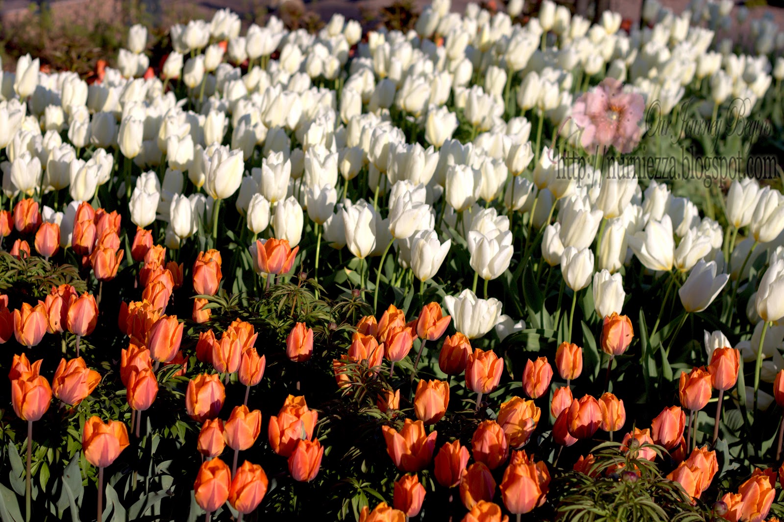 Our Journey Begins: Flowers Of The Spring In Finland 2012