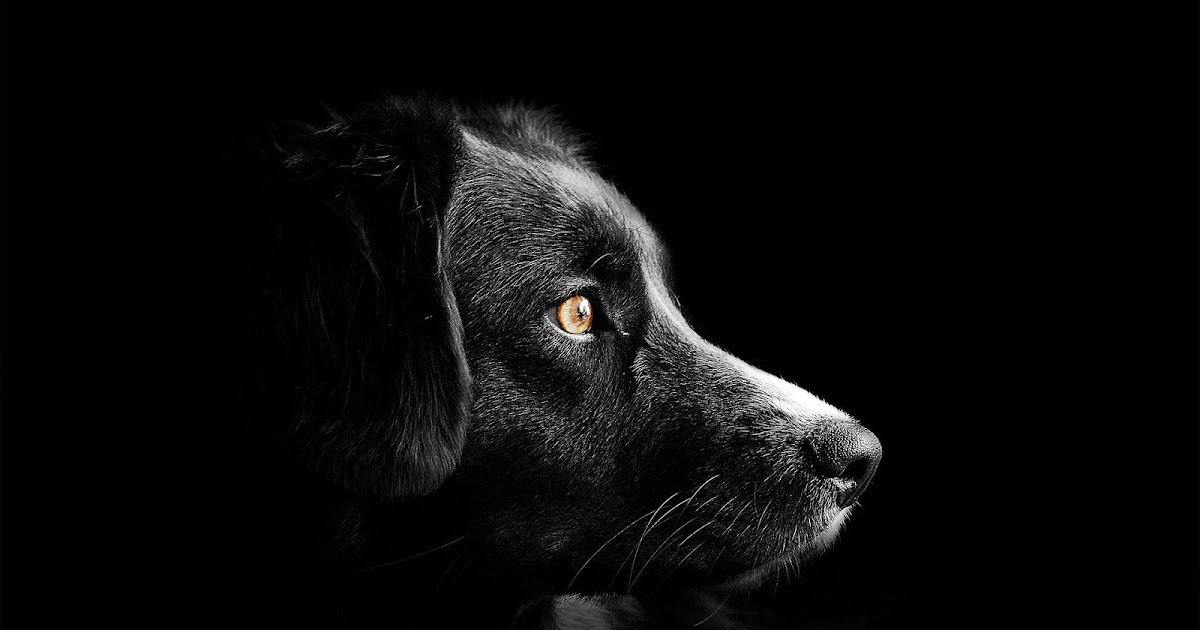 Familia de 3 hijos busca mundo diferente para vivir: Perro flaco