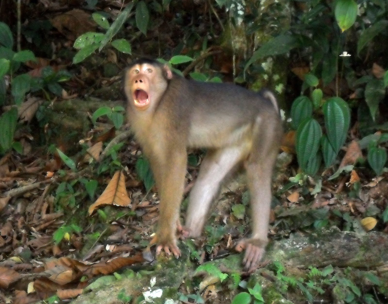 Freelance Flaneur: Singa-poor