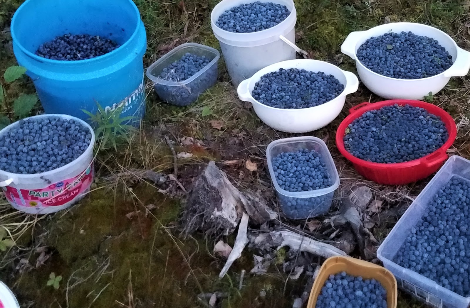 Under the Charm of Wild Alaskan Blueberries