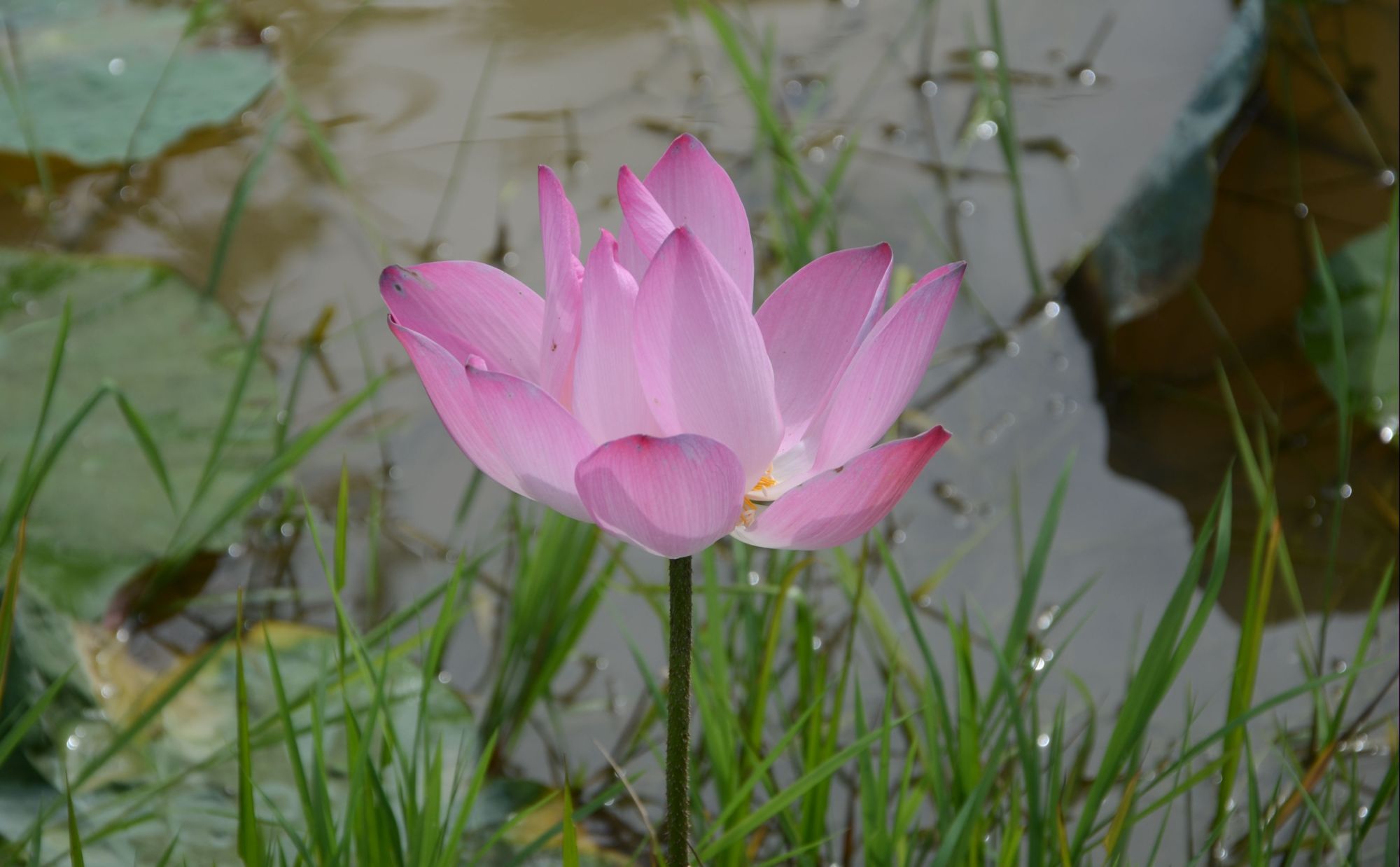 Anjung Pandang : FAKTA MENGENAI POKOK BUNGA SEROJA