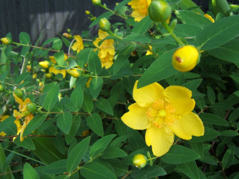Future Plants by Randy Stewart: Hypericum