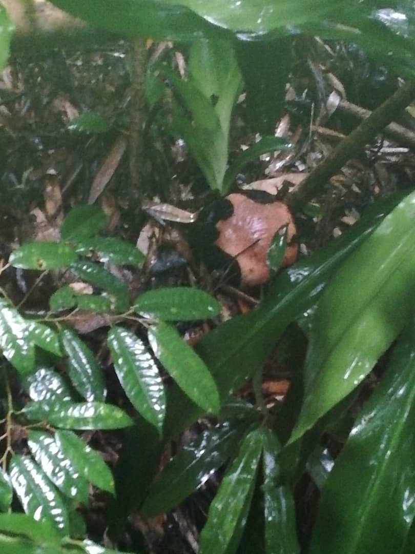 Kokob Rafflesia Conservation Garden, Ranau.
