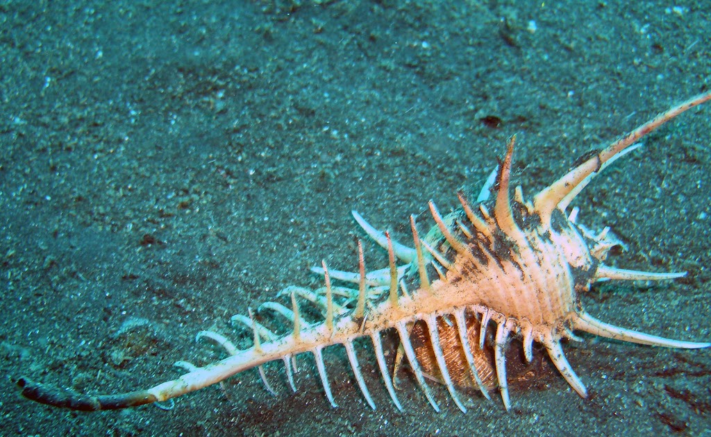 Variety of Life: Murex