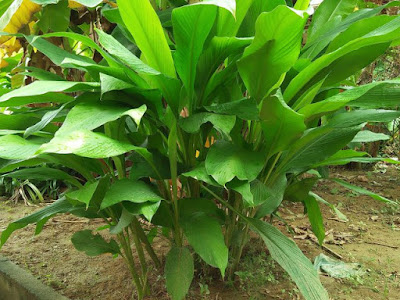 Mengenal Tanaman Rimpang Kunyit (Curcuma domesticaVal.) Tanaman Dengan ...