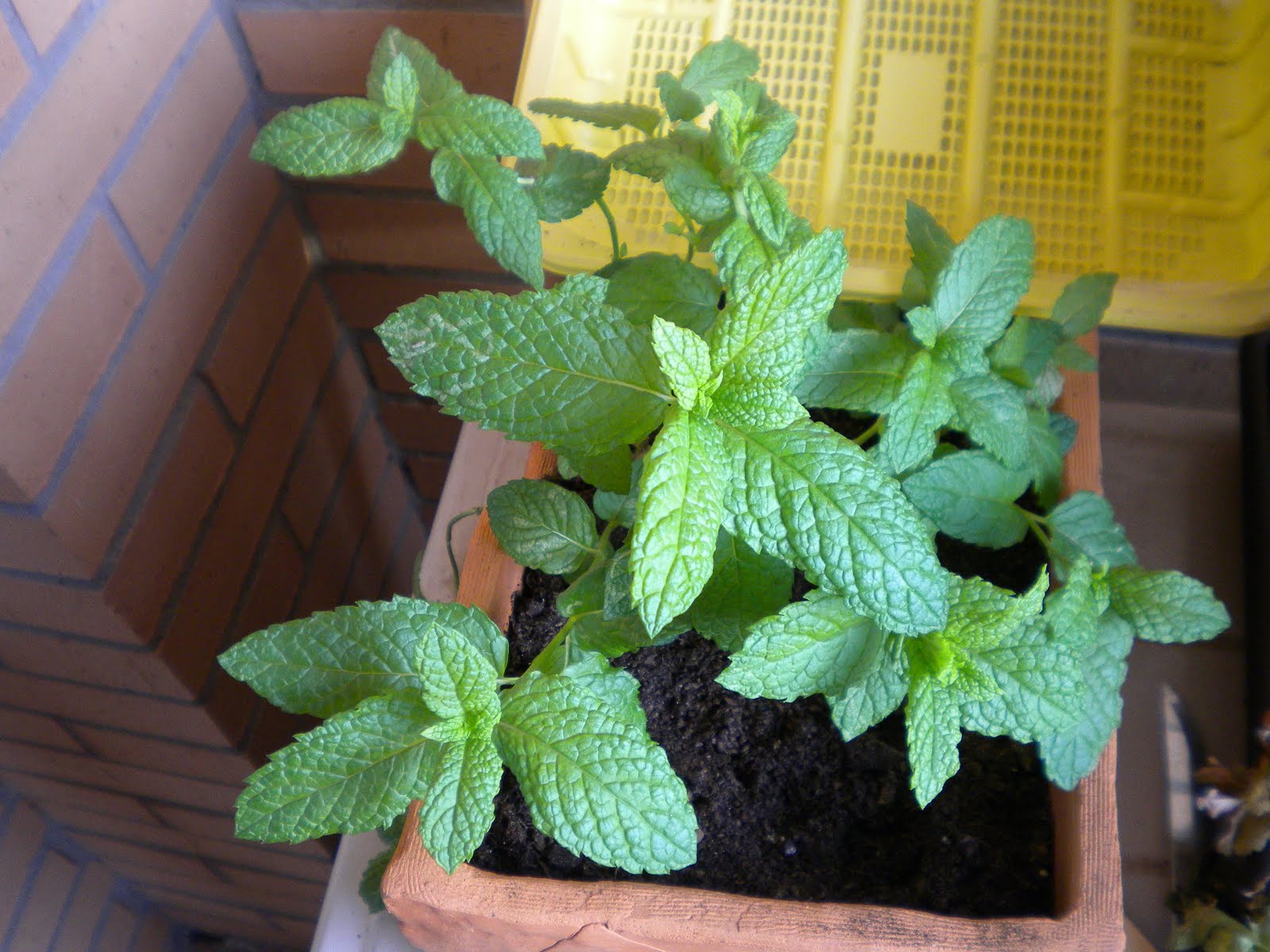 MACETOHUERTO PASO A PASO: CULTIVAR HIERBABUENA EN MACETA