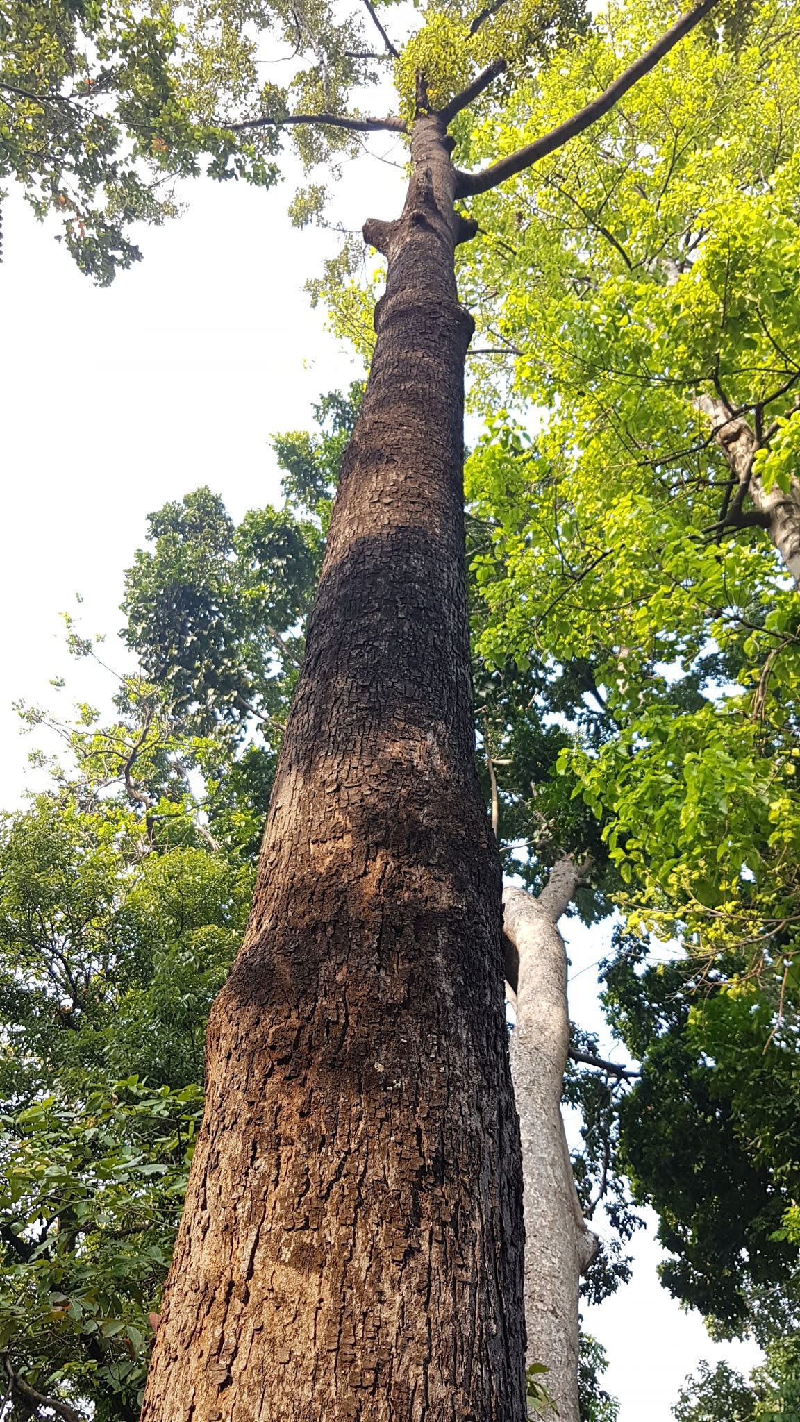 meranti daun besar digunakan untuk - Nathan Parsons