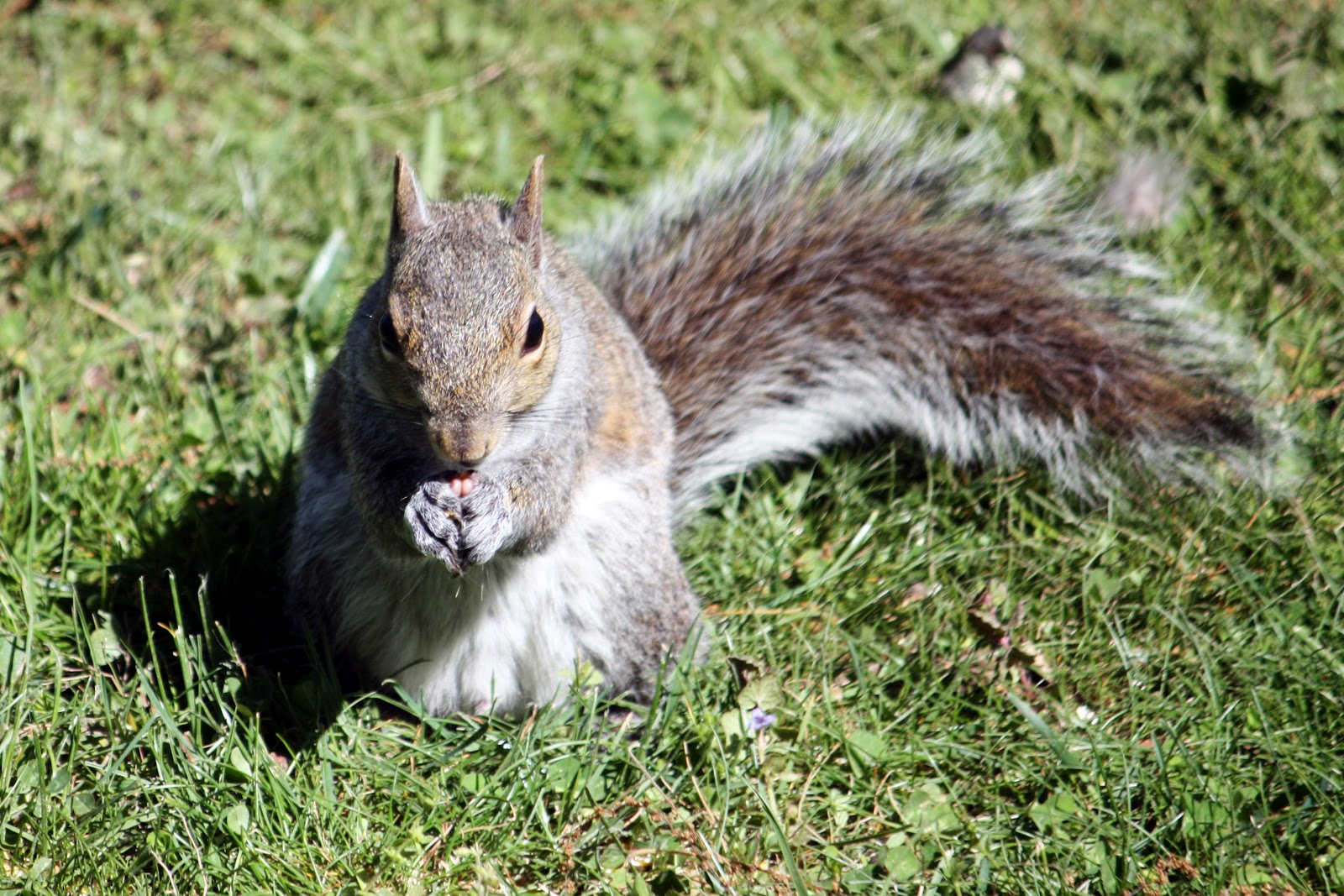 Round The Bend: A Tale of Two Squirrels