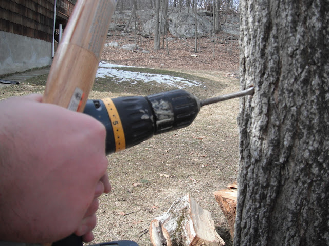 Describe Happy: A Tree Tapping Good Time