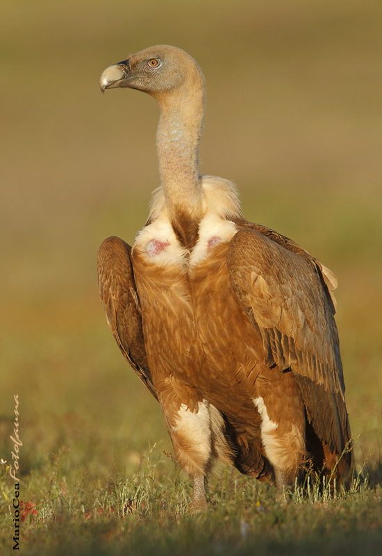 Mario Cea - Fotografía de Naturaleza: ENTRE BUITRES
