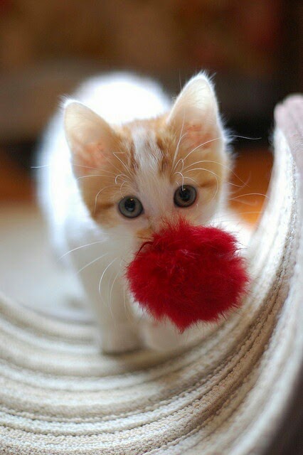 Things I Love About: Adorable