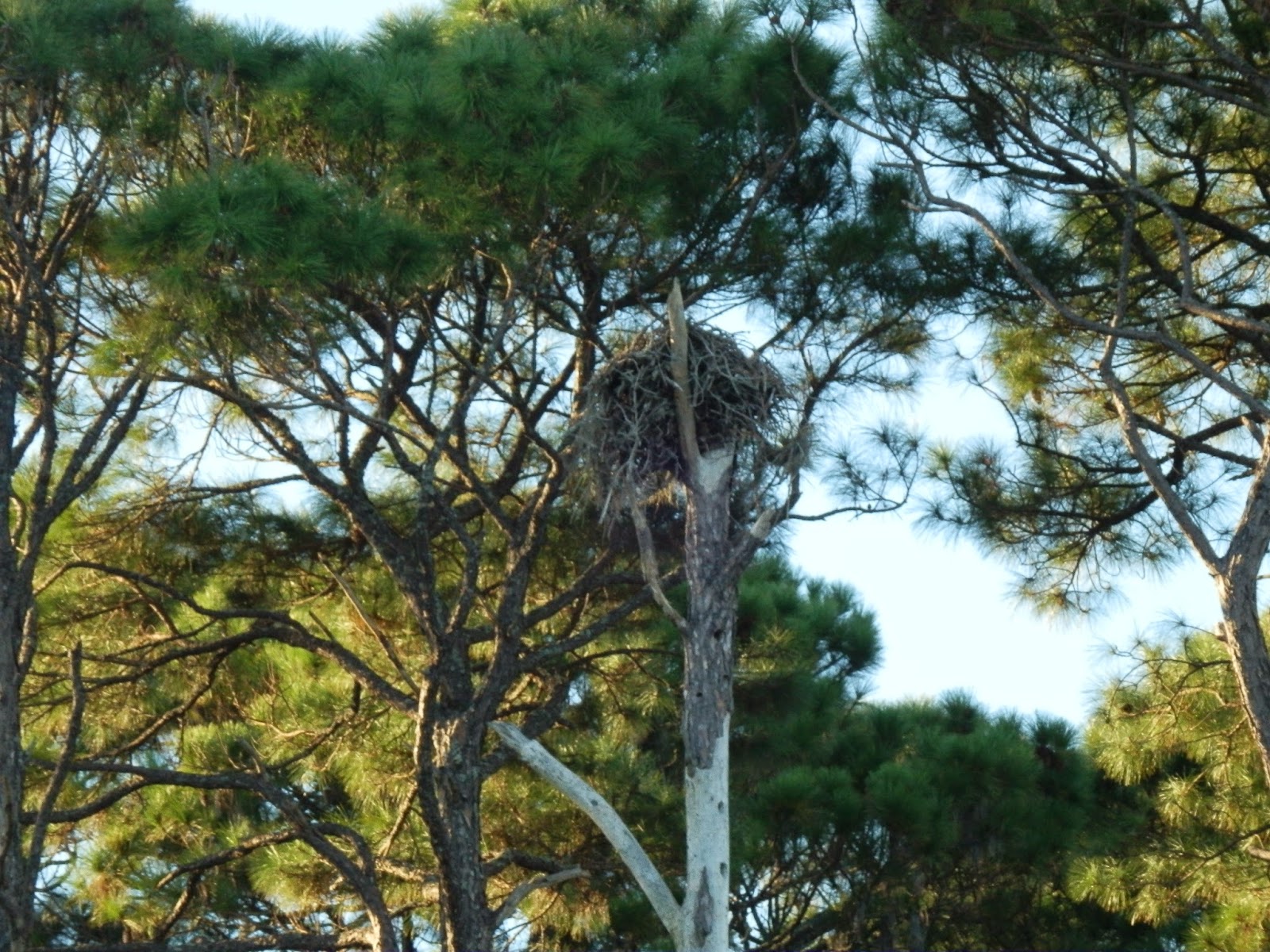 Aloha Windmill Farms: Mr. Bob and the Estuarium
